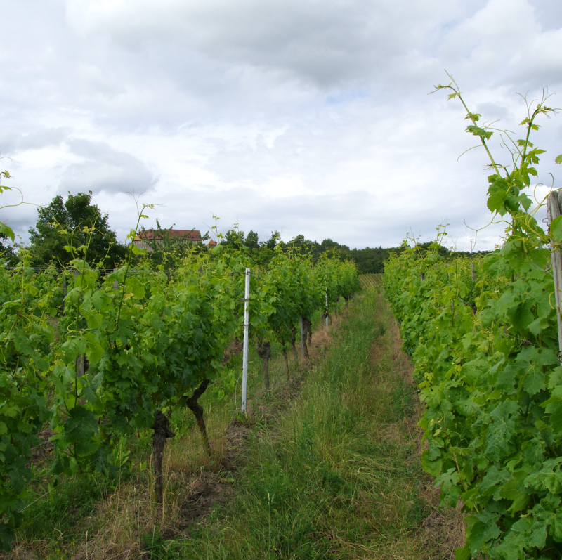 Heindel, Weingut